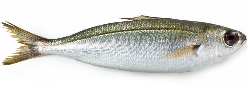 Boga – Fruto del Mar