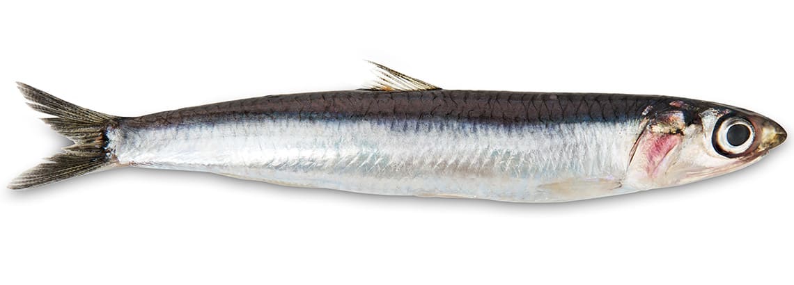 Boquerón – Fruto del Mar