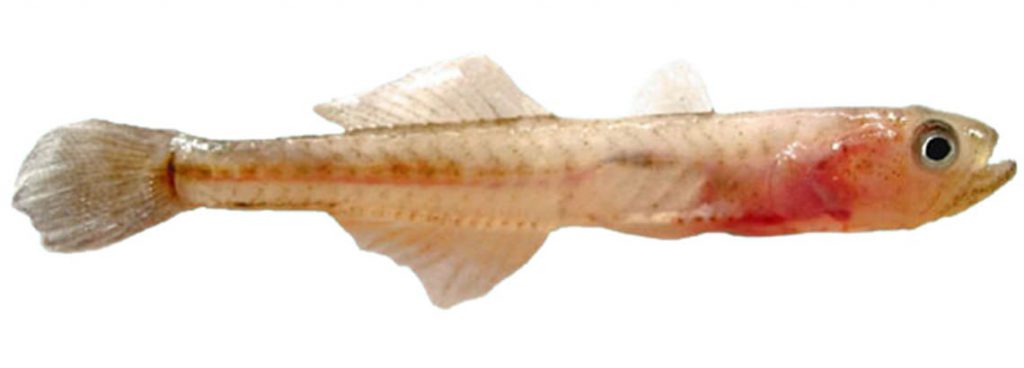 Chanquete – Fruto del Mar