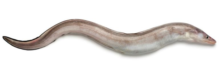 Congrio – Fruto del Mar