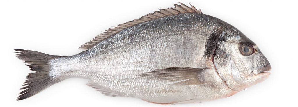 Dorada – Fruto del Mar