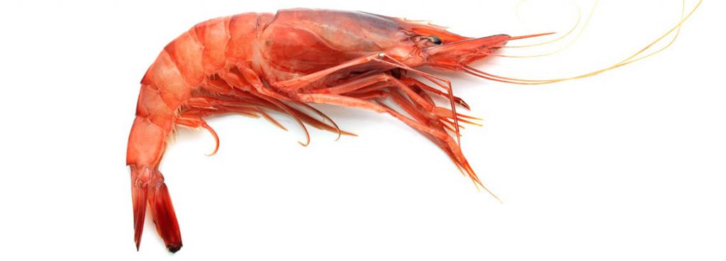 Gamba Roja – Fruto del Mar