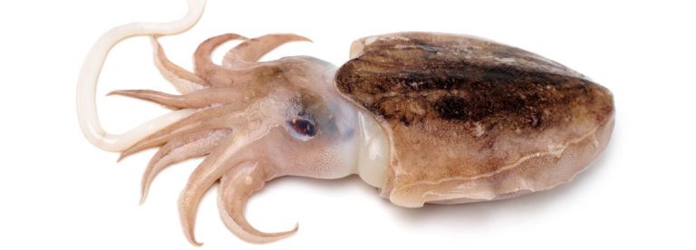 Jibia-Sepia – Fruto del Mar