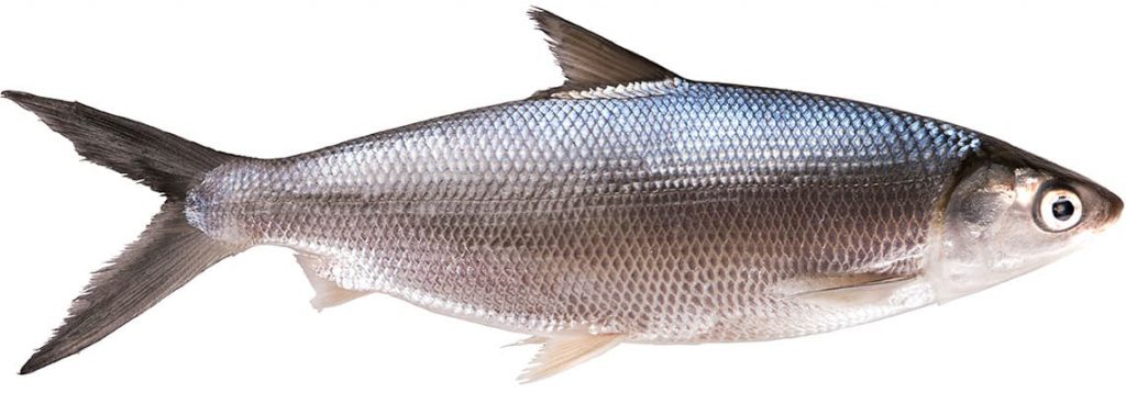 Lecha – Fruto del Mar