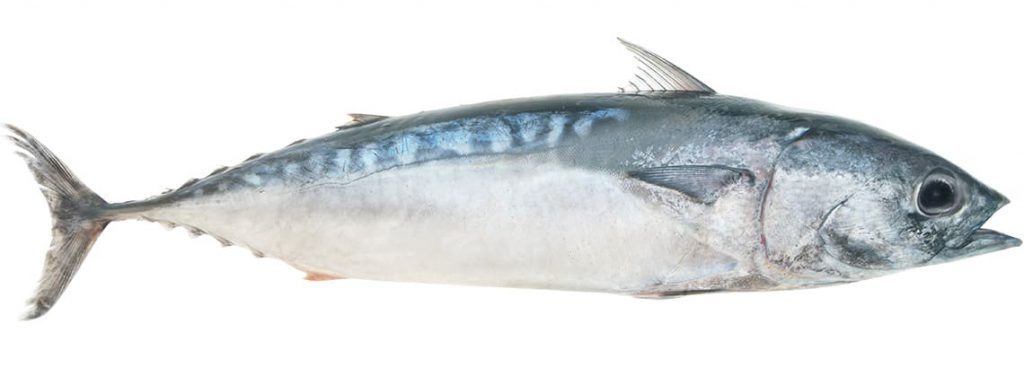 Melva – Fruto del Mar