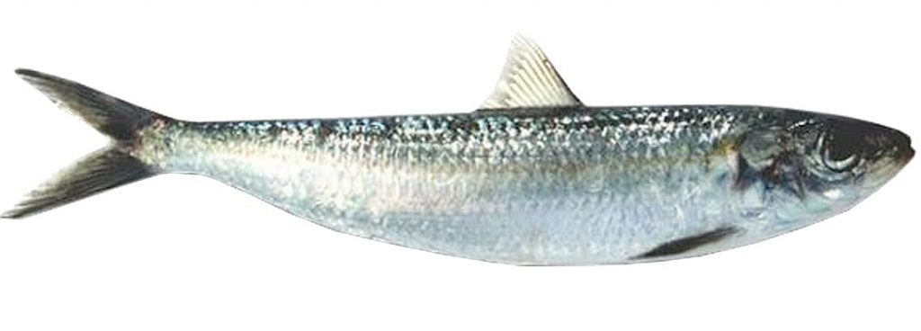 Alacha – Fruto del Mar