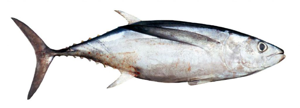Albacora – Fruto del Mar